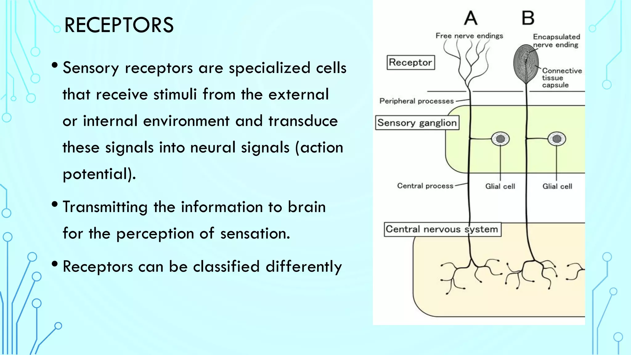Sensory Receptors 2023 (2).pdf