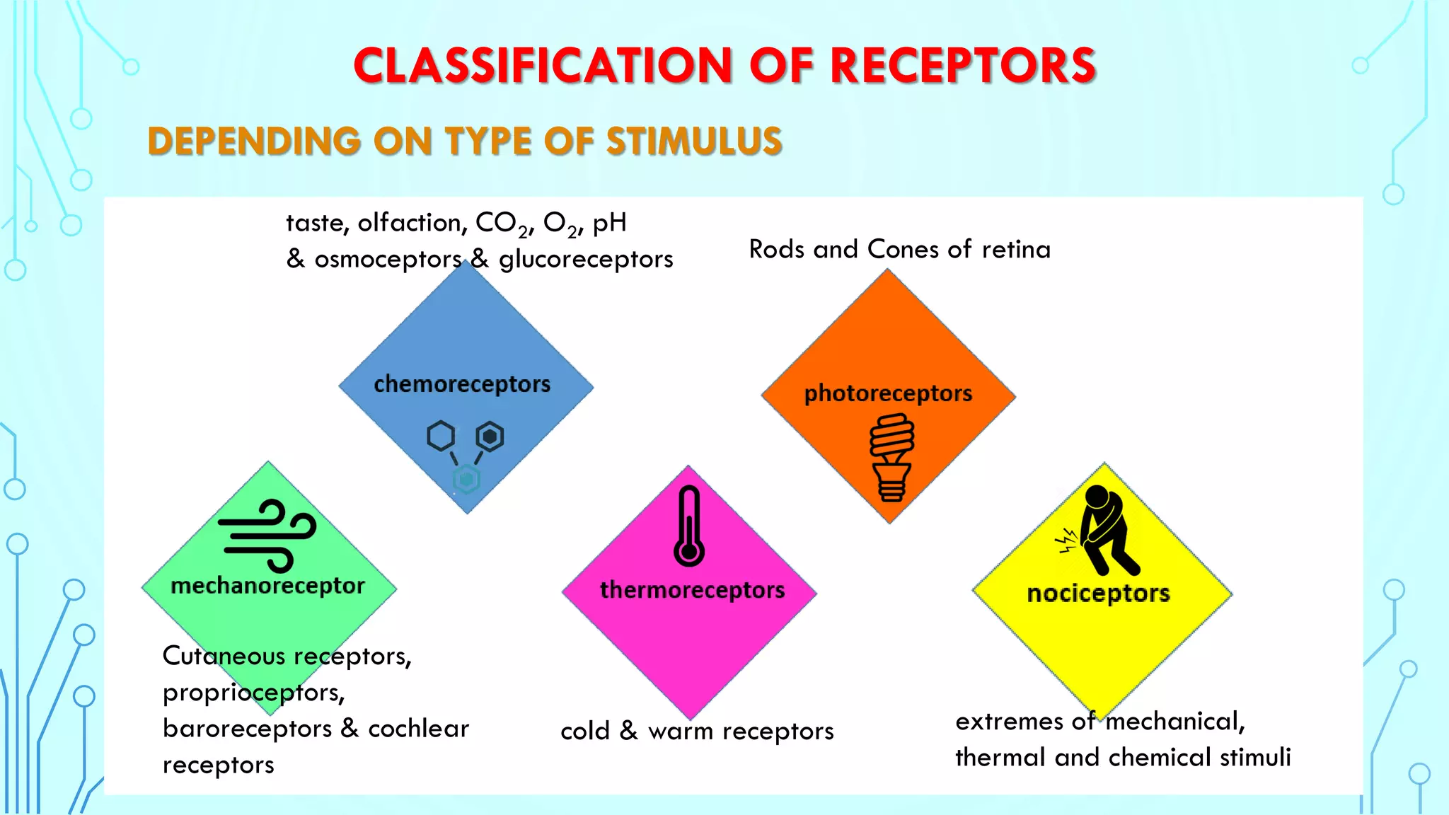 Sensory Receptors 2023 (2).pdf