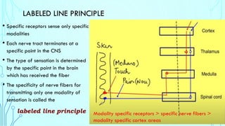 Sensory Receptors 2023 (2).pdf