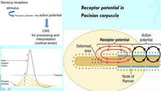Sensory Receptors 2023 (2).pdf