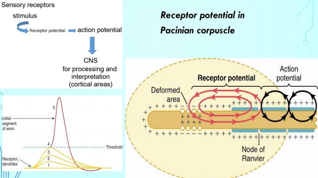 Sensory Receptors 2023 (2).pdf