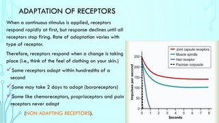 Sensory Receptors 2023 (2).pdf