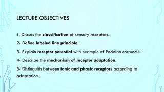Sensory Receptors 2023 (2).pdf