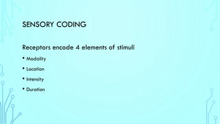 Sensory Receptors 2023 (2).pdf