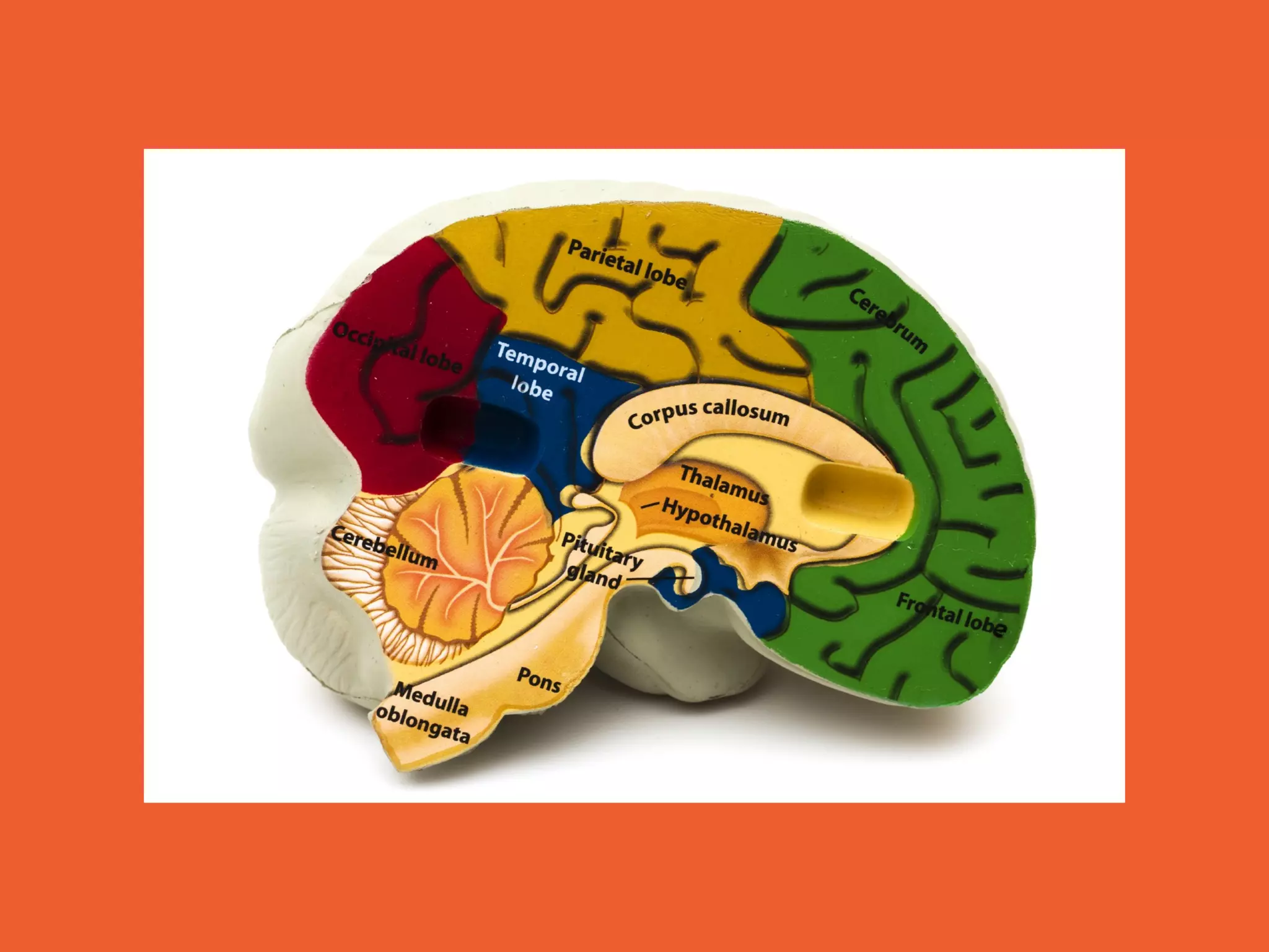 Sensory subsitution and augmentation | PPT