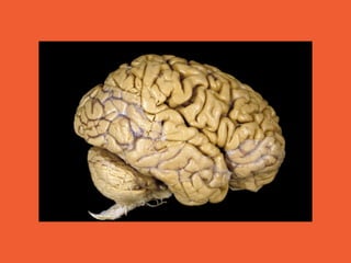 Sensory subsitution and augmentation | PPT