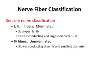 Sensory system | PPTX