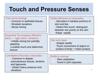 Sensory system | PPTX