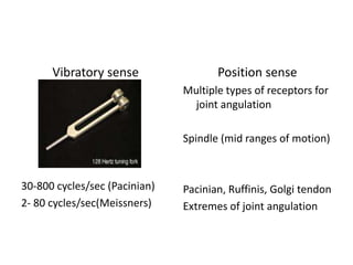 Sensory system | PPTX