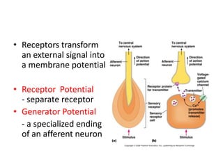 Sensory system | PPTX
