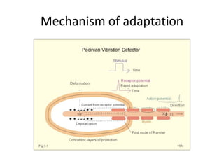 Sensory system | PPTX