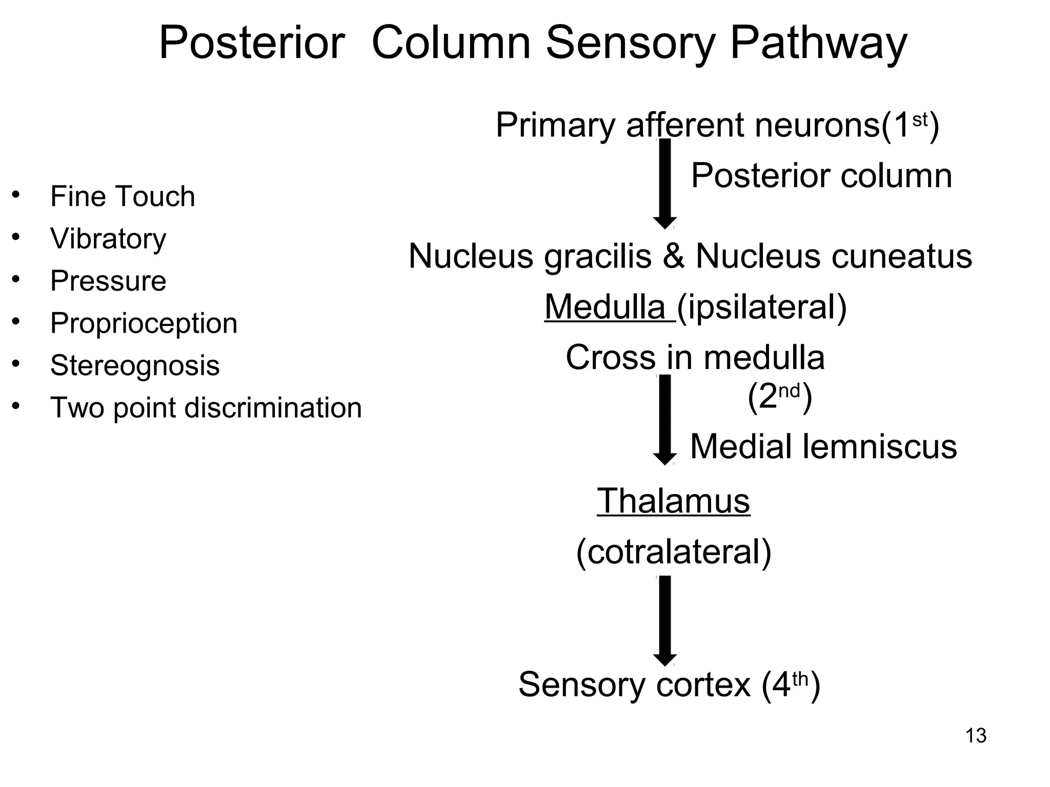 Sensory system | PPT
