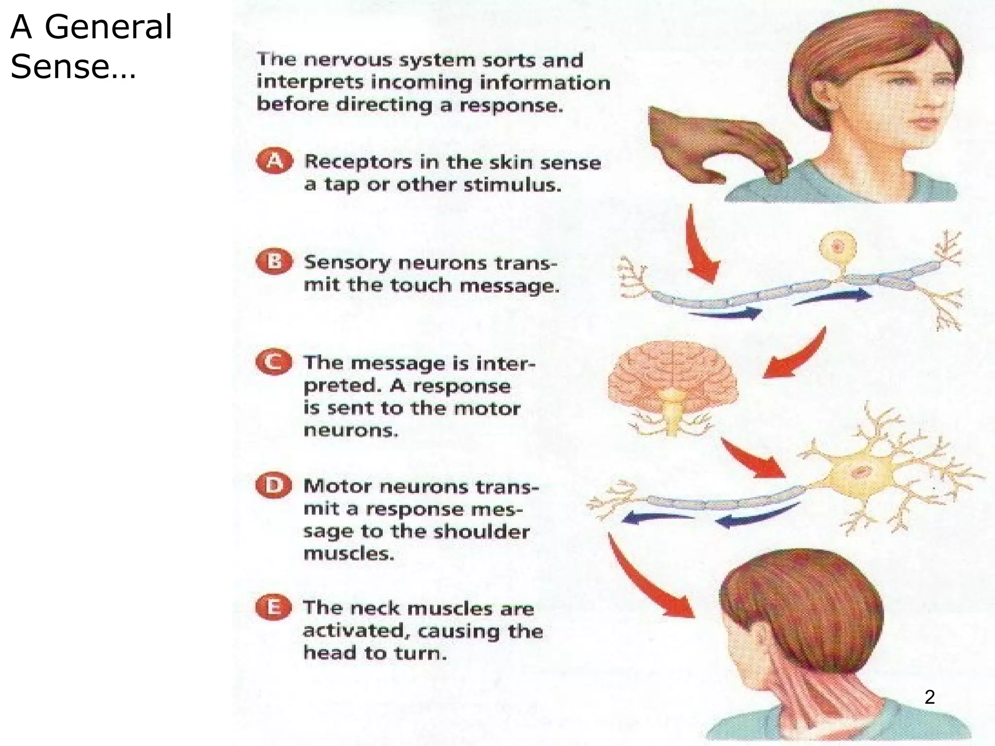 Sensory system | PPT