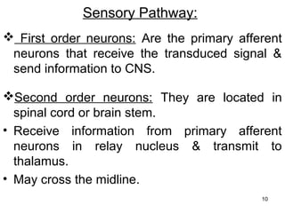 Sensory system | PPT