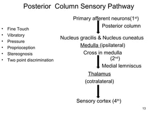 Sensory system | PPT
