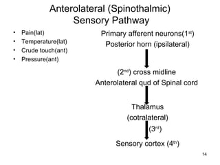 Sensory system | PPT