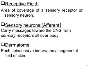 Sensory system | PPT