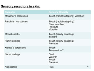 Sensory system | PPT