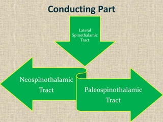 Sensory system | PPTX
