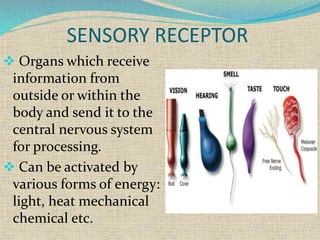 Sensory system | PPTX | Brain and Nervous System Disorders | Diseases ...