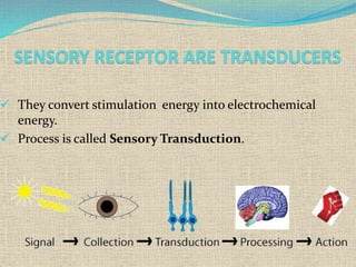 Sensory system | PPTX