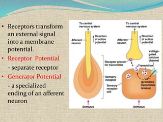 Sensory system | PPTX | Brain and Nervous System Disorders | Diseases ...