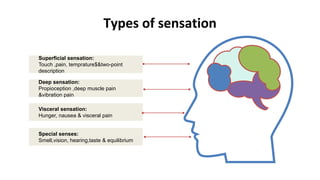 sensory system.pptx