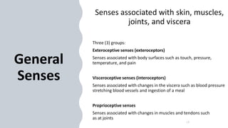 sensory system.pptx