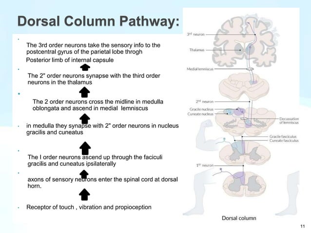 SENSORY SYSTEM.pptx