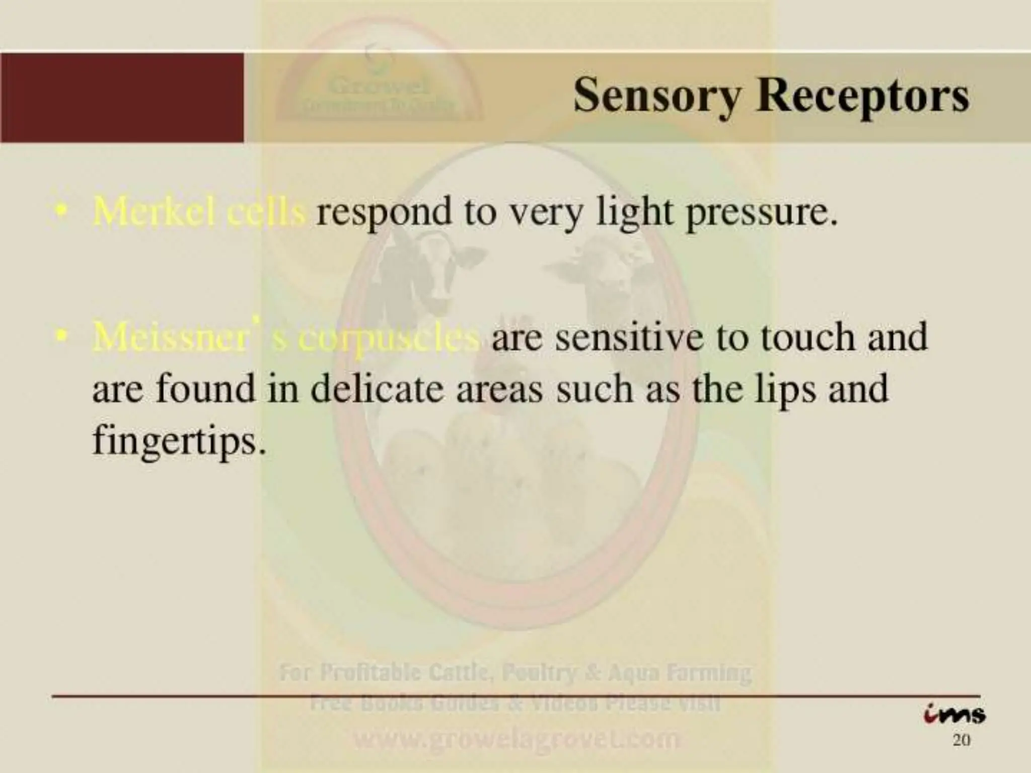 Sensory system of animals, Veterinary Content Diploma level ...