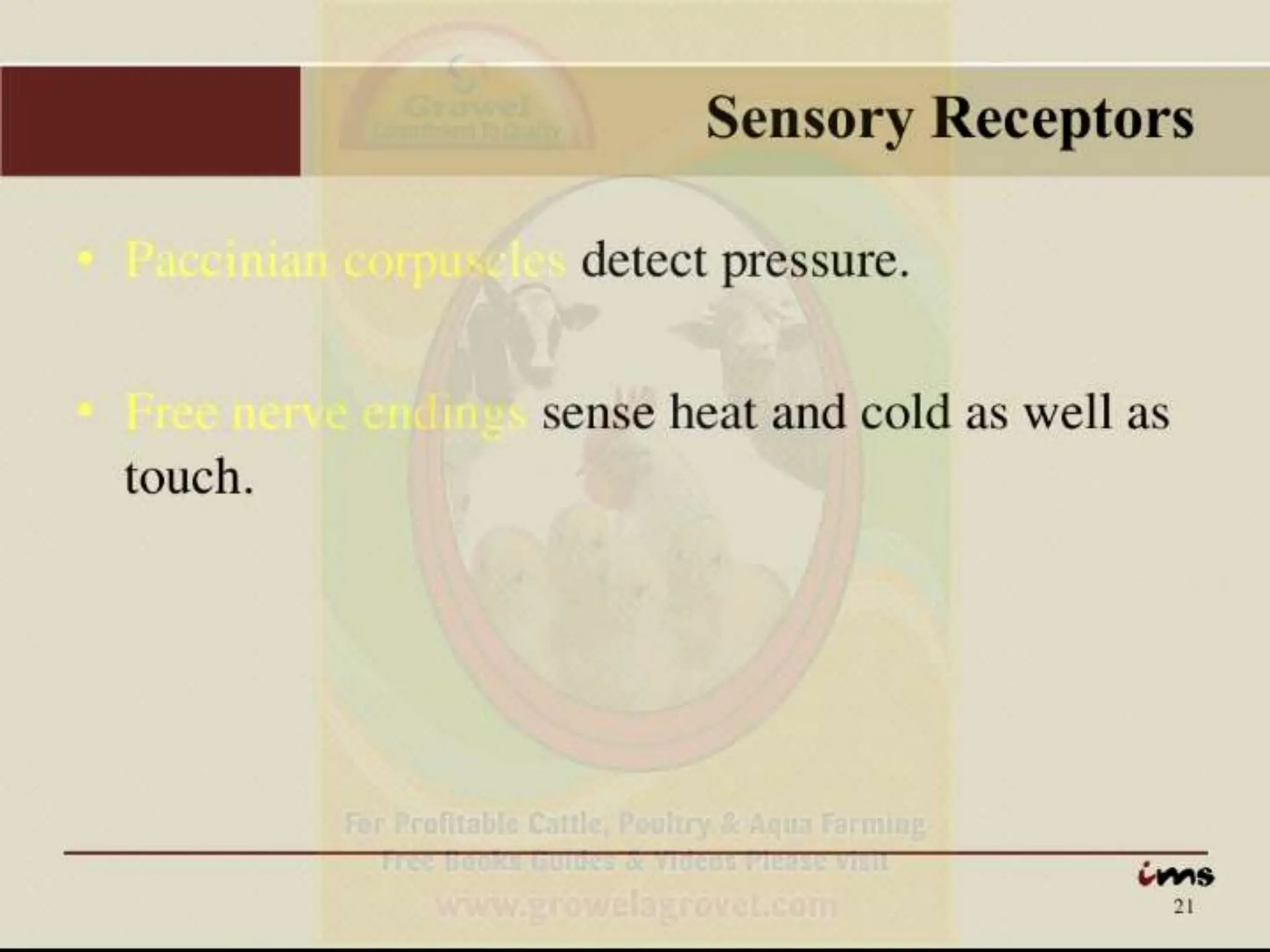 Sensory system of animals, Veterinary Content Diploma level ...