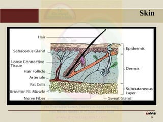 Sensory system of animals, Veterinary Content Diploma level ...
