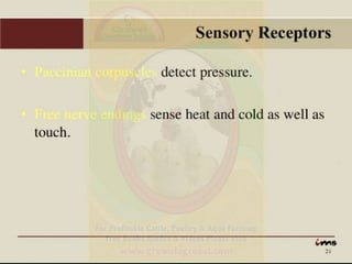 Sensory system of animals, Veterinary Content Diploma level ...