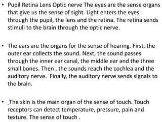 Sensory system of animals, Veterinary Content Diploma level ...
