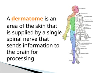 CLINICAL EXAMINATION OF SENSORY SYSTEM | PPTX