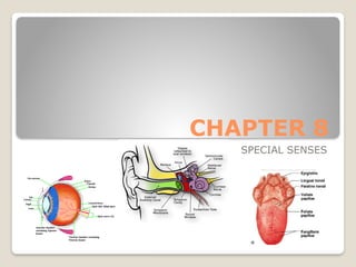 Comprehensive Overview of the Human Eye and Special Senses | PPTX