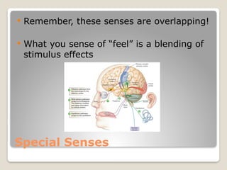 Comprehensive Overview of the Human Eye and Special Senses | PPTX