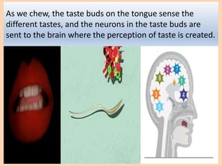 Dean R Berry Sensory System Taste and Smell | PPTX