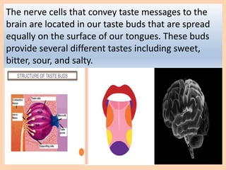 Dean R Berry Sensory System Taste and Smell | PPT