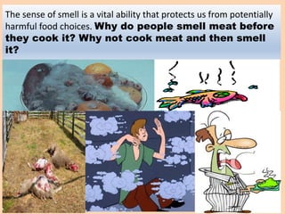 Dean R Berry Sensory System Taste and Smell | PPTX