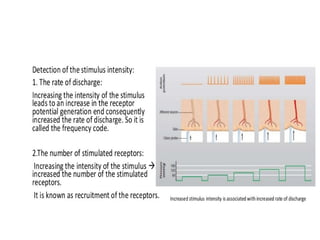 sensory system and receptors.pHYSIOLOGY PPT | PPT