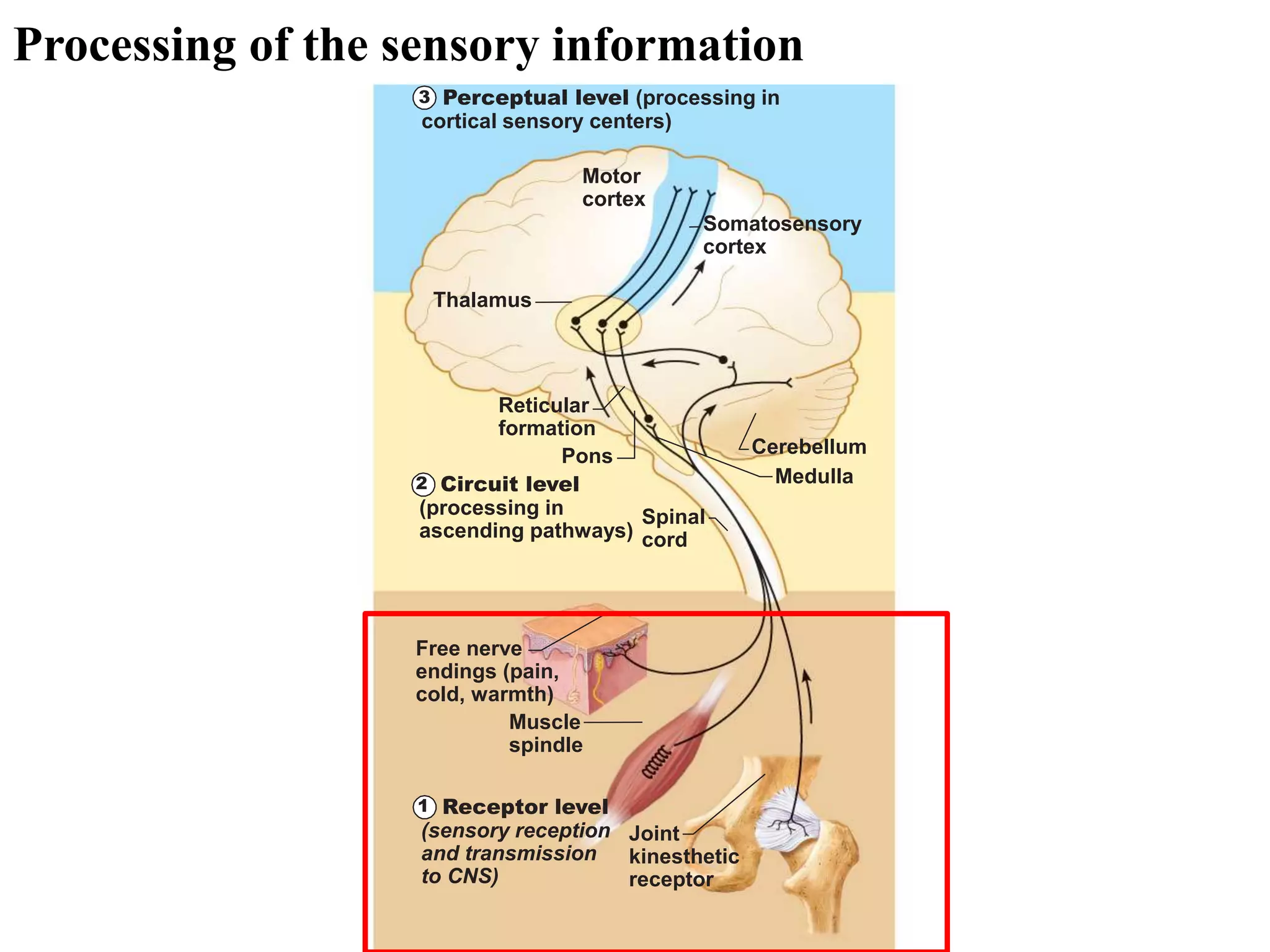 Sensory system and somatic sensation.pptx