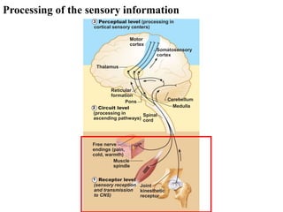 Sensory system and somatic sensation.pptx