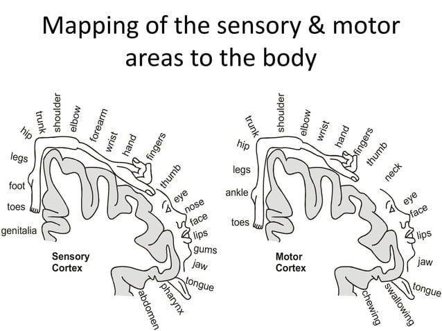 Sensory system and somatic sensation.pptx | Brain and Nervous System ...