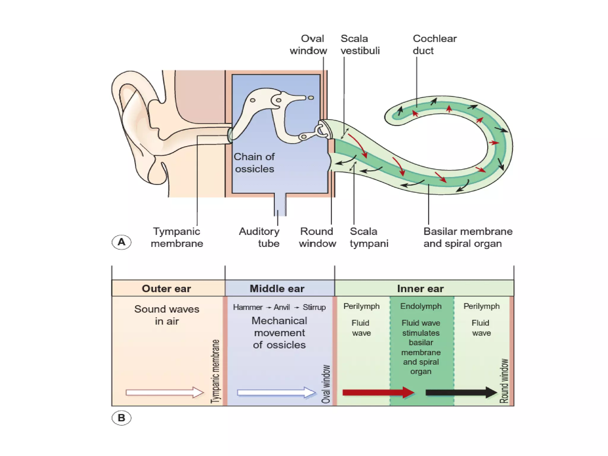 Sensory system, ear,eye anatomy | PDF