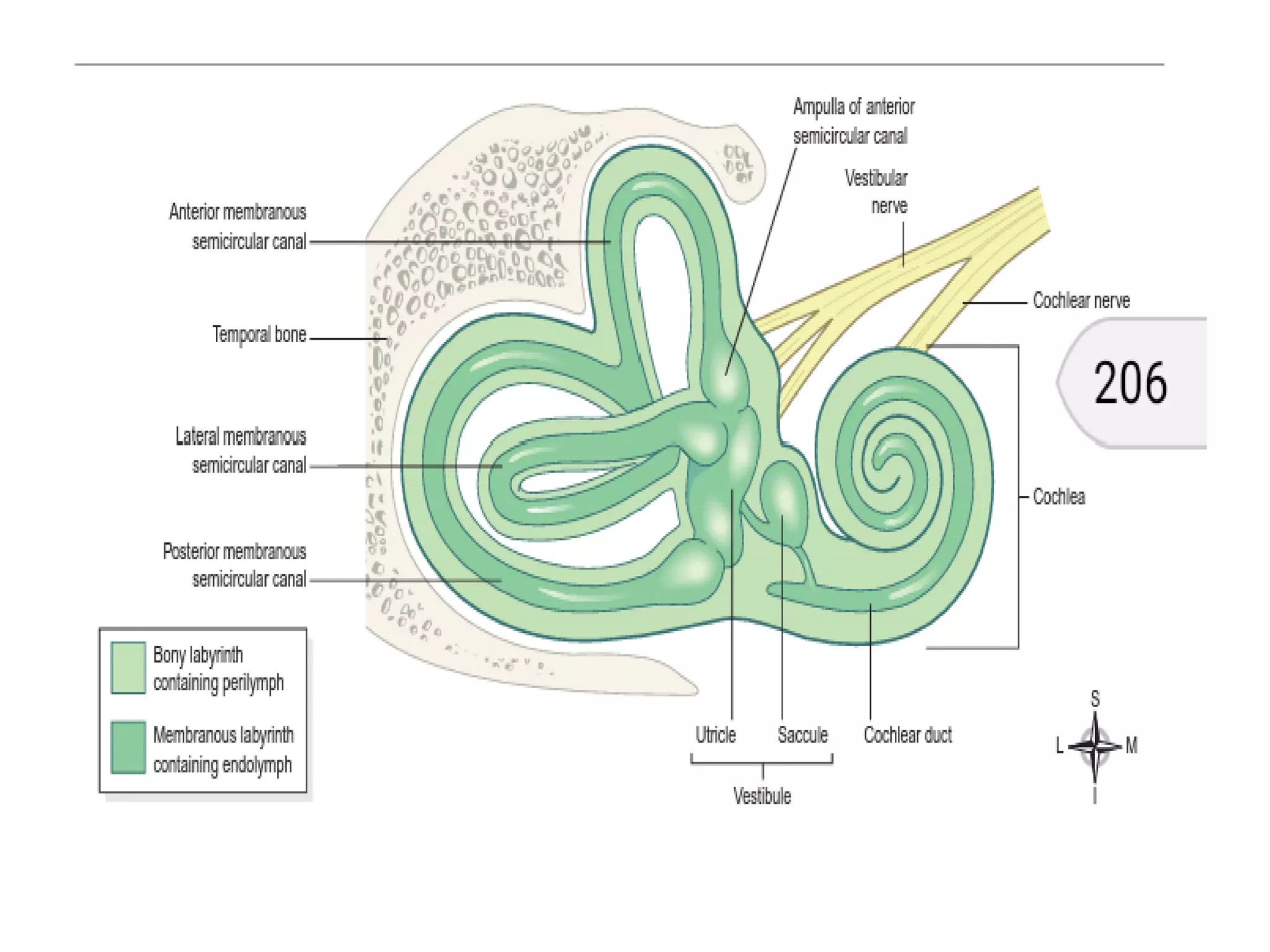 Sensory system, ear,eye anatomy | PDF