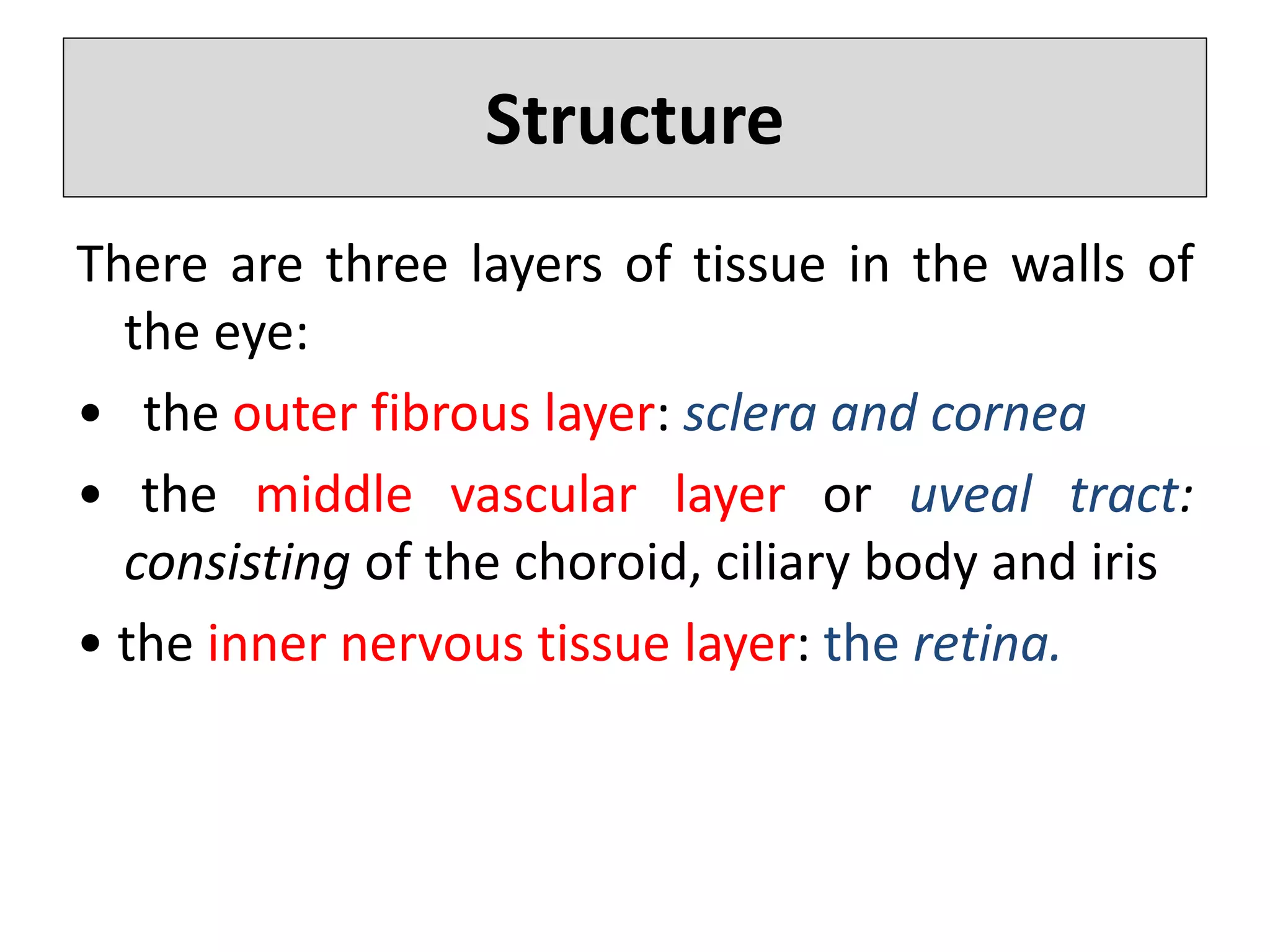Sensory system, ear,eye anatomy | PDF