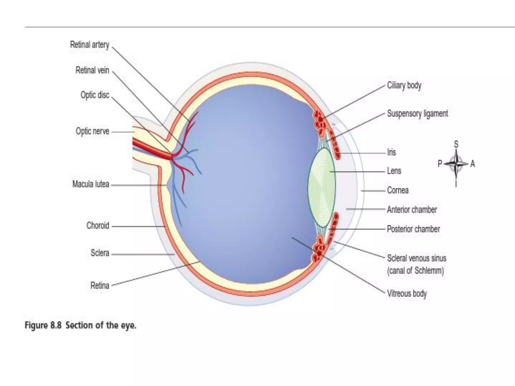Sensory system, ear,eye anatomy | PDF