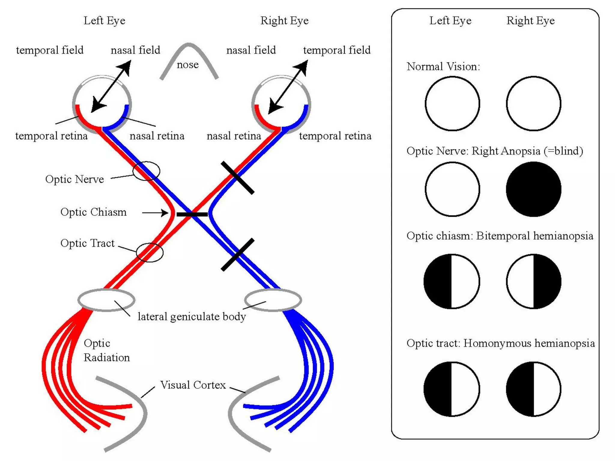 Sensory system, ear,eye anatomy | PDF