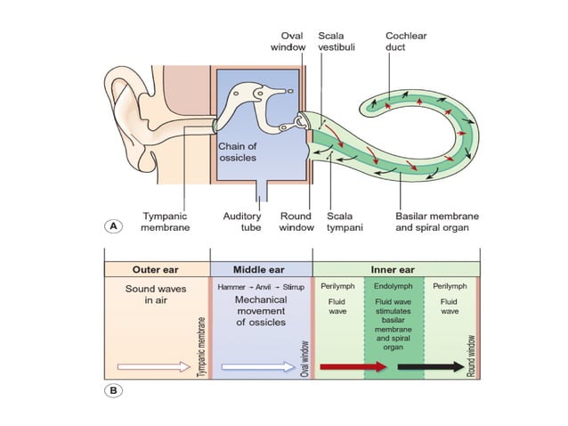 Sensory system, ear,eye anatomy | PDF